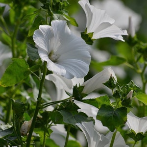 WHITE ROYAL MALLOW Seeds *free Shipping!* Fresh & Organic Malva ...