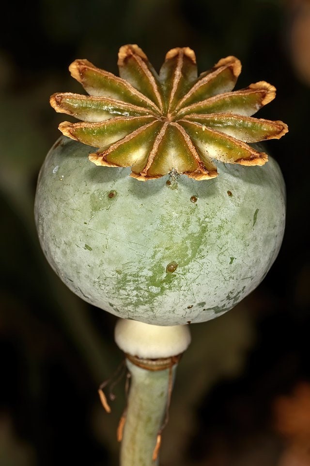 PEPPERBOX Poppy Seeds FREE Shipping Deep Purple Papaver - Etsy