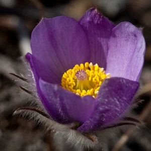 CUTLEAF ANEMONE Seeds *free Shipping!* Fresh & Organic Anemone Patens ...
