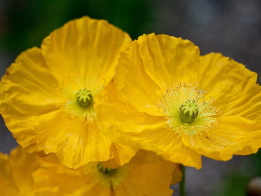 YELLOW ICELAND POPPY Seeds *free Shipping!* Fresh & Organic Papaver ...