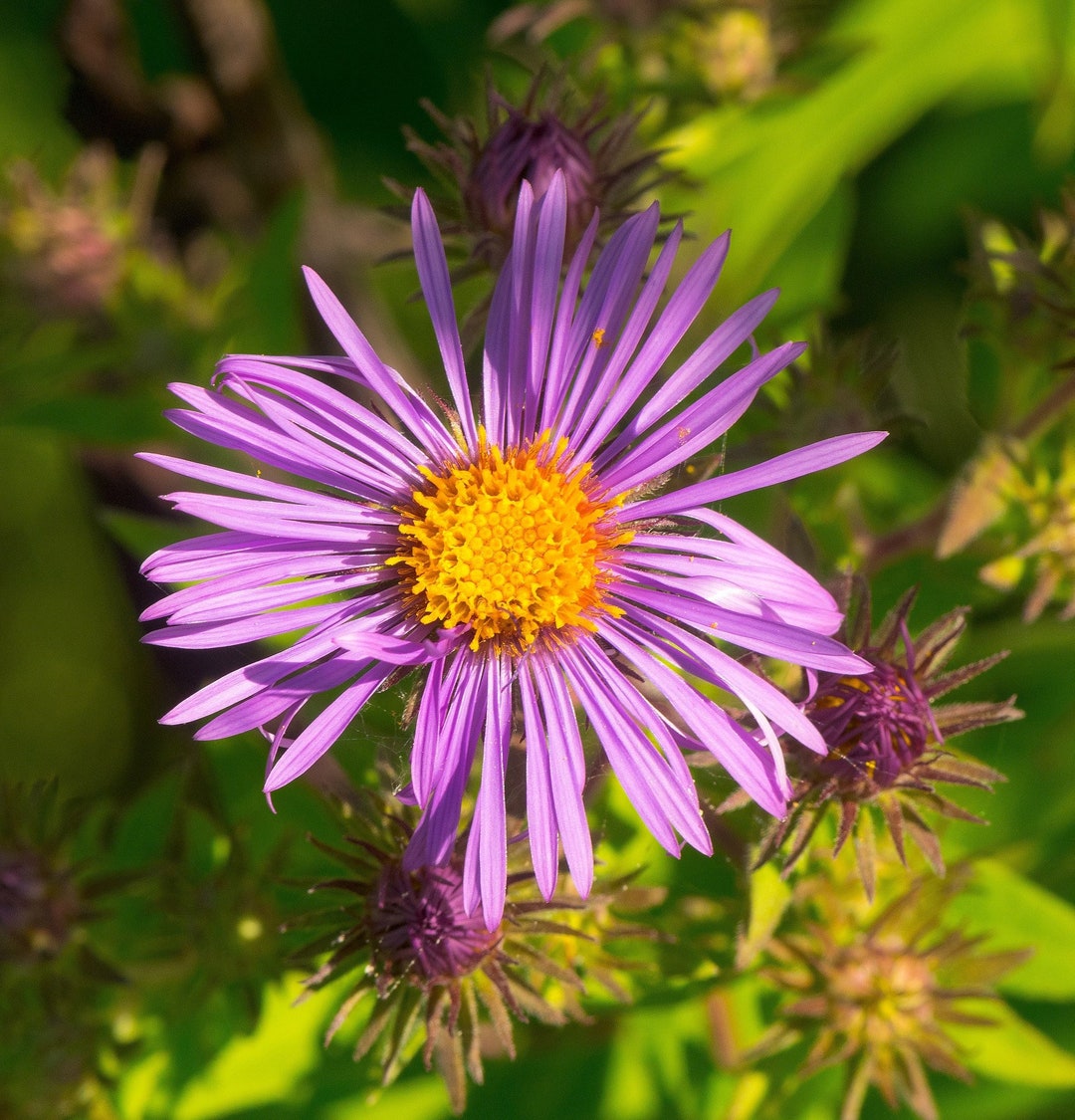 PINK ASTER Seeds *free Shipping!* Fresh & Organic Aster Novae-angliae ...
