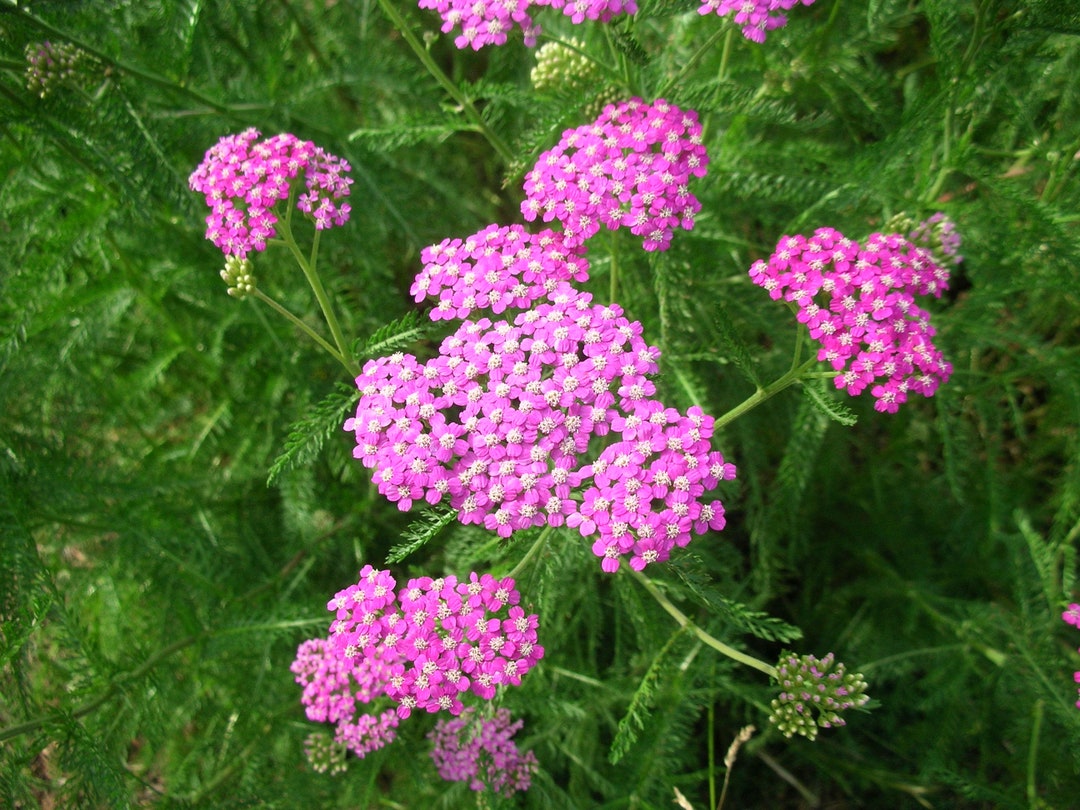 LIGHT PINK YARROW Seeds *free Shipping!* Fresh & Organic Achillea ...