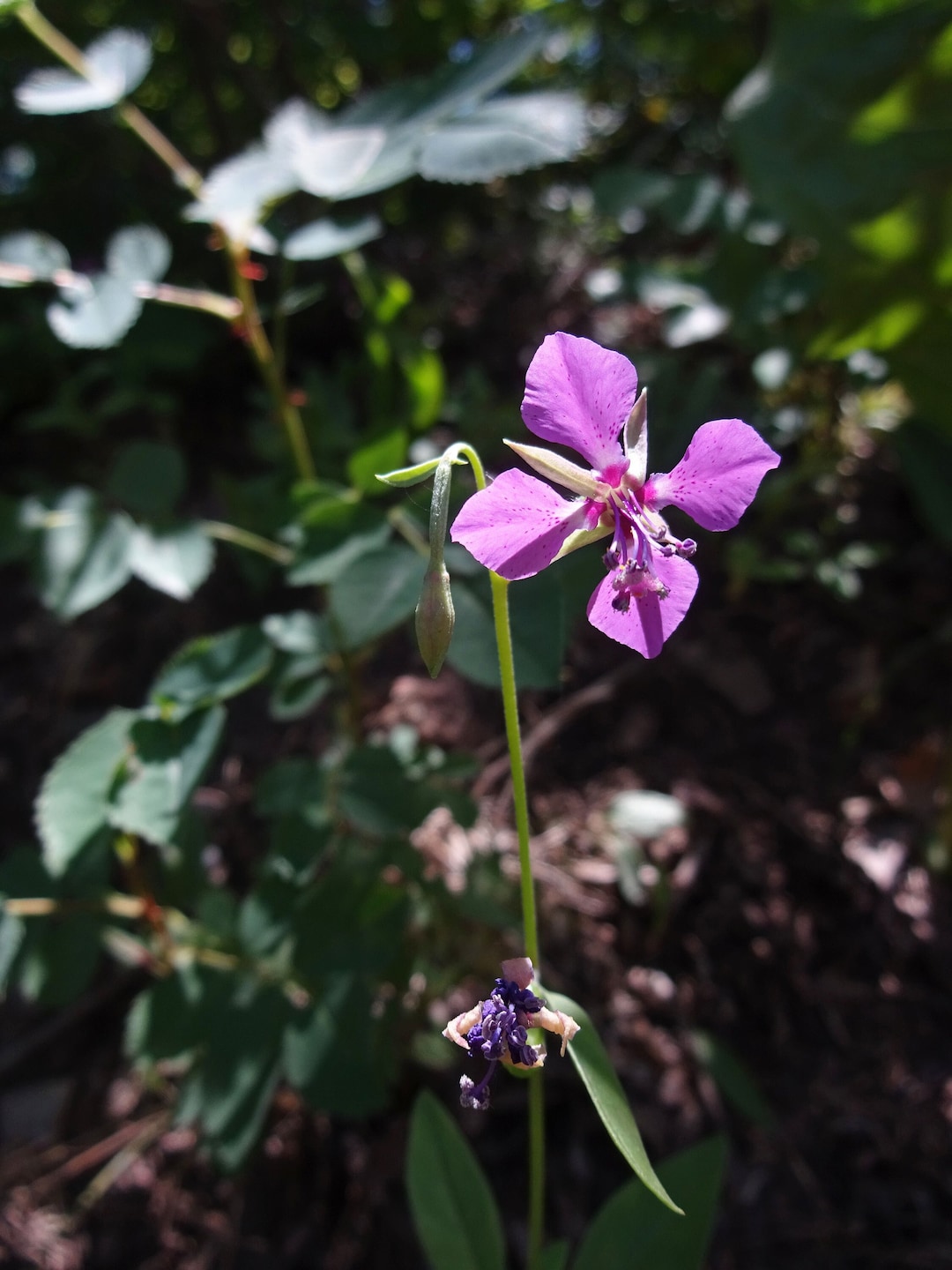 DIAMOND CLARKIA Seeds *FREE Shipping!* Fresh & Organic Forest Clarkia ...