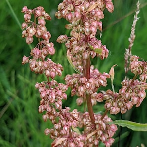 CURLY DOCK Seeds *free Shipping!* Fresh & Organic Rumex Crispus Seeds ...
