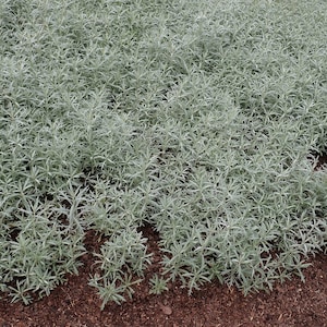 PRAIRE SAGE Seeds *free Shipping!* Fresh & Organic Artemisia ...