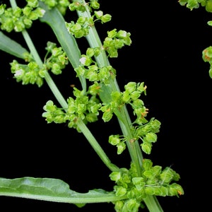 CURLY DOCK Seeds *free Shipping!* Fresh & Organic Rumex Crispus Seeds ...