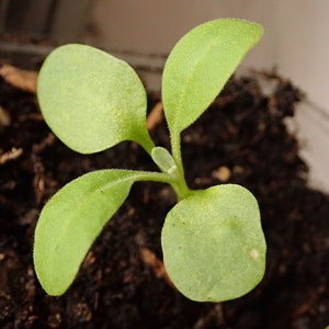 Light Purple Stock Seeds *FREE Shipping!* Fresh & Organic Matthiola ...