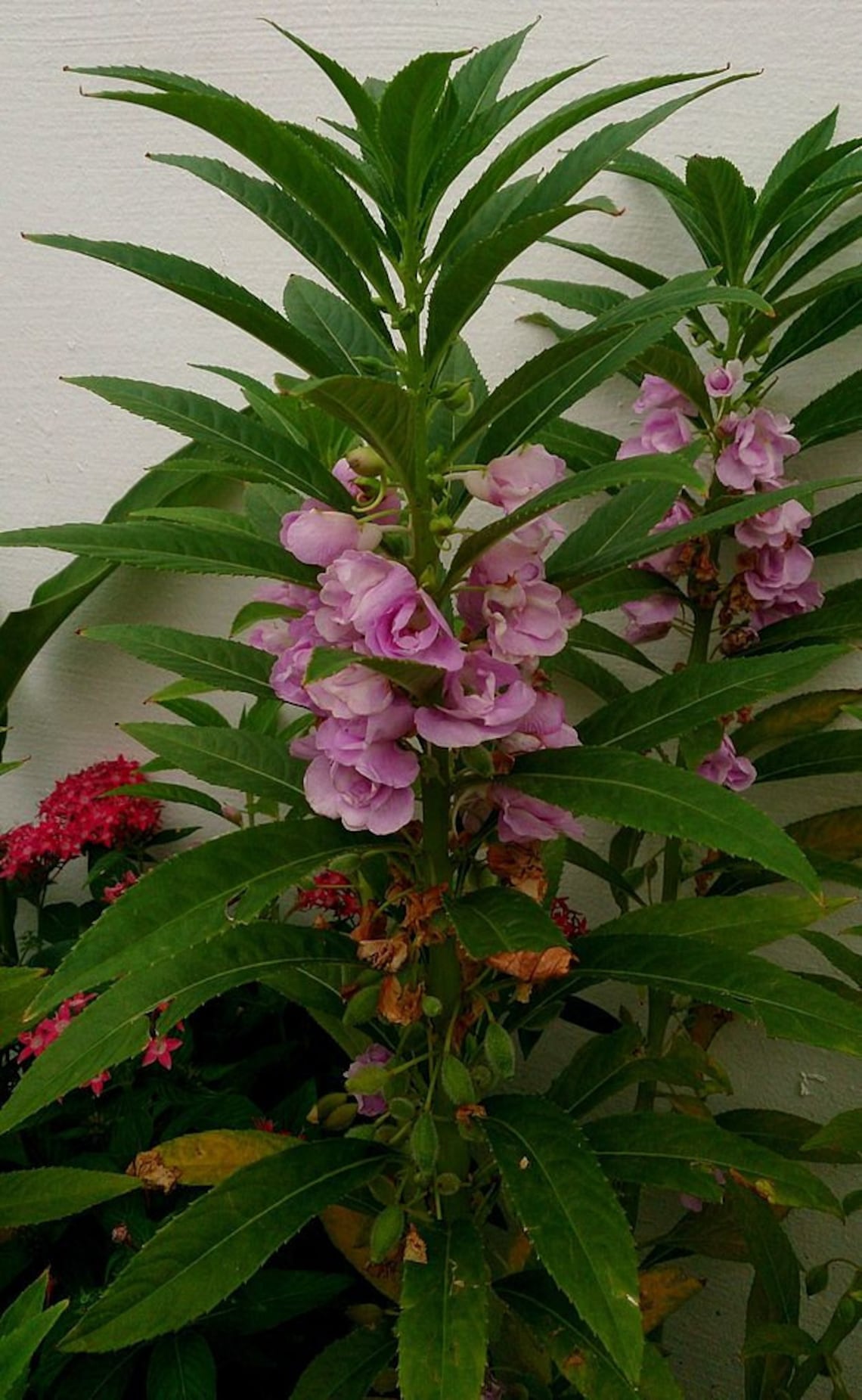 ROSE BALSAM Seeds *free Shipping!* Fresh & Organic Impatiens Balsamina ...