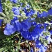 AZURE SAGE Seeds *free Shipping!* Fresh & Organic Salvia Azurea Seeds ...