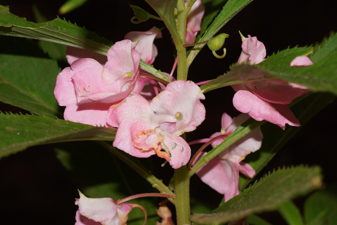 ROSE BALSAM Seeds *free Shipping!* Fresh & Organic Impatiens Balsamina ...