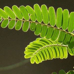 RED HUMMINGBIRD TREE Seeds *free Shipping!* Fresh & Organic Sesbania ...