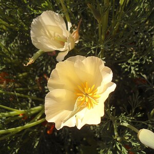 Ivory Castle California Poppy Seeds *FREE Shipping!* Fresh & Organic ...