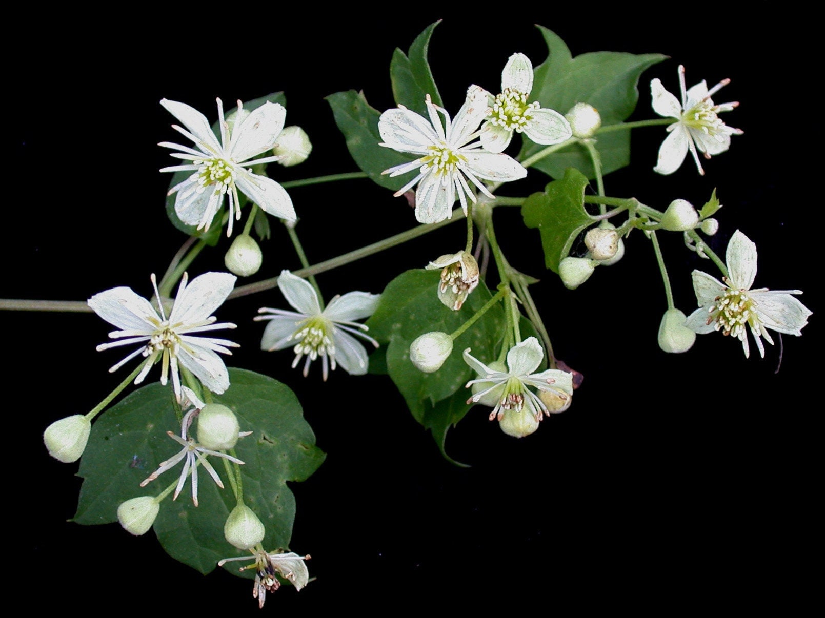 VIRGINS BOWER CLEMATIS Seeds *free Shipping!* Fresh & Organic Clematis ...
