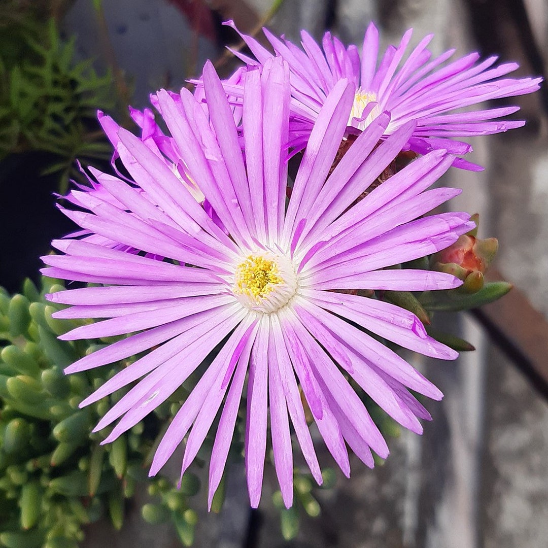 Pink Ice Plant Seeds *FREE Shipping!* Fresh & Organic Dorotheanthus ...