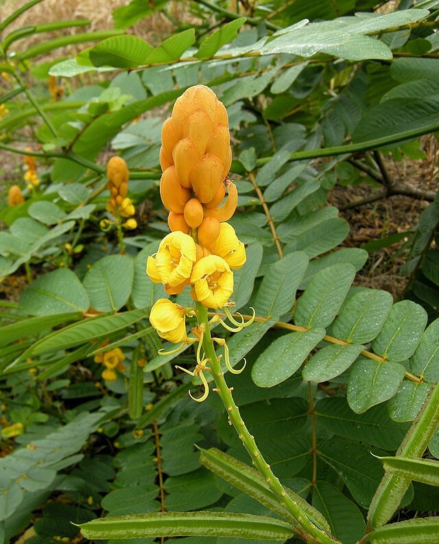 CASSIA ALATA Seeds FREE Shipping Senna Alata Emperor's - Etsy