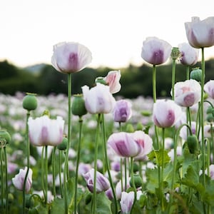 BLUE MOON POPPY Seeds *free Shipping!* Fresh & Organic Papaver ...