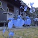AZURE SAGE Seeds *free Shipping!* Fresh & Organic Salvia Azurea Seeds ...