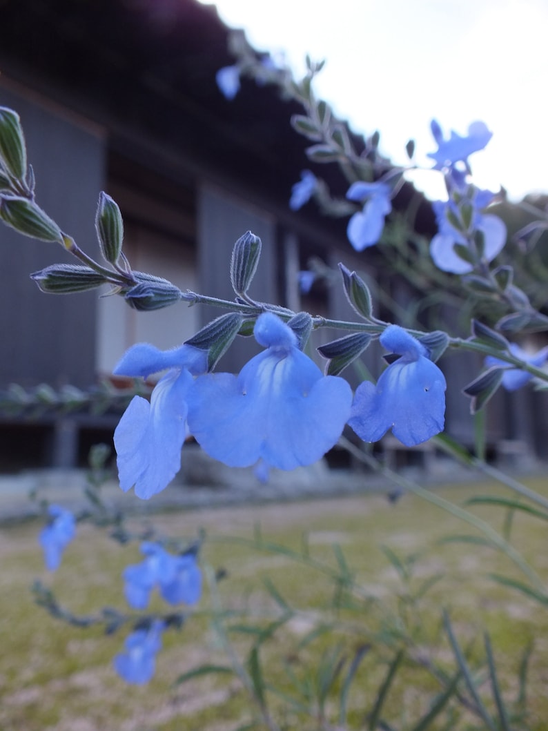 AZURE SAGE Seeds *free Shipping!* Fresh & Organic Salvia Azurea Seeds ...