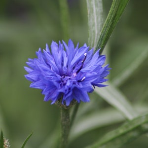 TALL BLUE BOY Cornflower Seeds *free Shipping!* Fresh & Organic ...