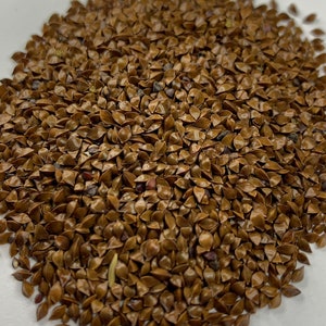 RUMEX CRISPUS Seeds *FREE Shipping!* Curly Dock, Curled Dock, Yellow ...