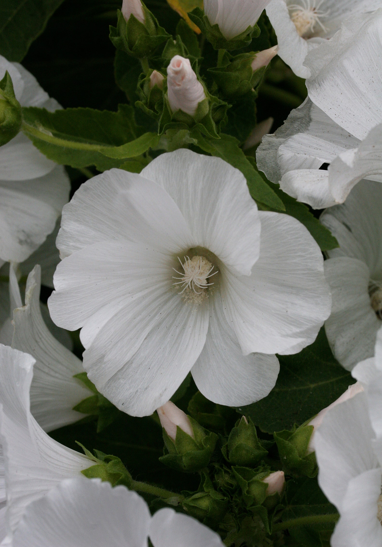 WHITE ROYAL MALLOW Seeds *free Shipping!* Fresh & Organic Malva ...