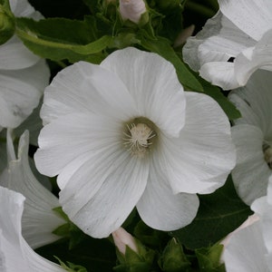 WHITE ROYAL MALLOW Seeds *free Shipping!* Fresh & Organic Malva ...