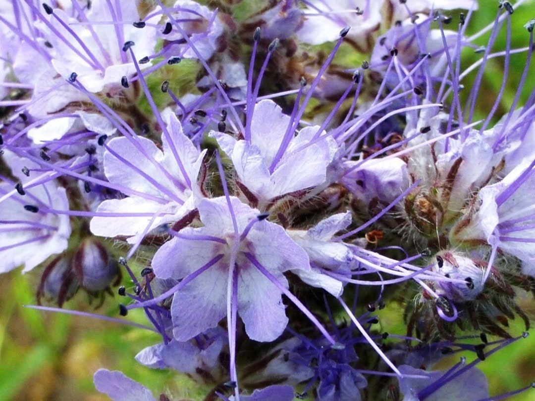 LACY PHACELIA Seeds *free Shipping!* Fresh & Organic Phacelia ...