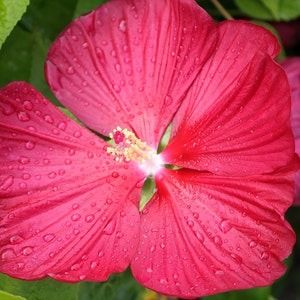 RUBY RED HIBISCUS Seeds *free Shipping!* Fresh & Organic Hibiscus ...