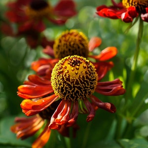 RED SNEEZEWEED Seeds *FREE Shipping!* Fresh & Organic Helenium ...