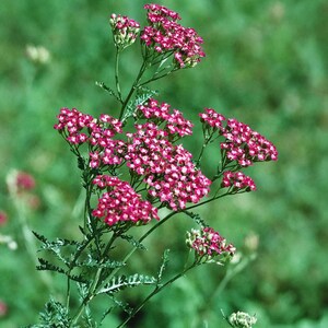 RED YARROW Seeds *FREE Shipping!* Fresh & Organic Achillea Millefolium ...