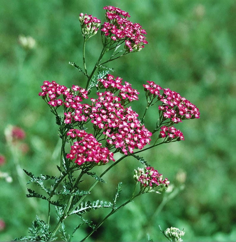 RED YARROW Seeds *FREE Shipping!* Fresh & Organic Achillea Millefolium ...