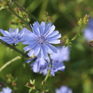 CHICORY Seeds *free Shipping!* Fresh & Organic Cichorium Intybus Seeds ...