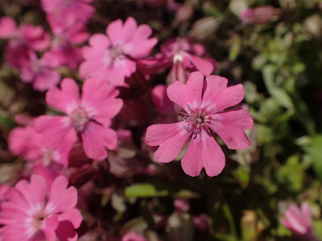 NODDING CATCHFLY Seeds *free Shipping!* Fresh & Organic Silene Pendula ...