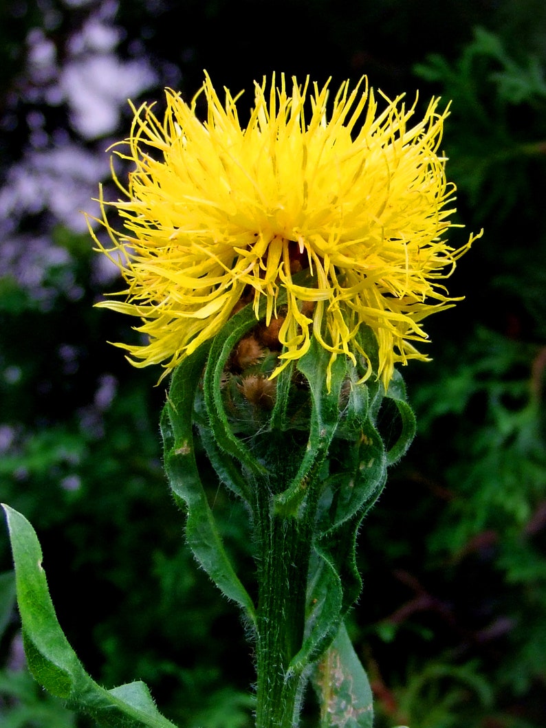 YELLOW CORNFLOWER Seeds *FREE Shipping!* Fresh & Organic Armenian ...