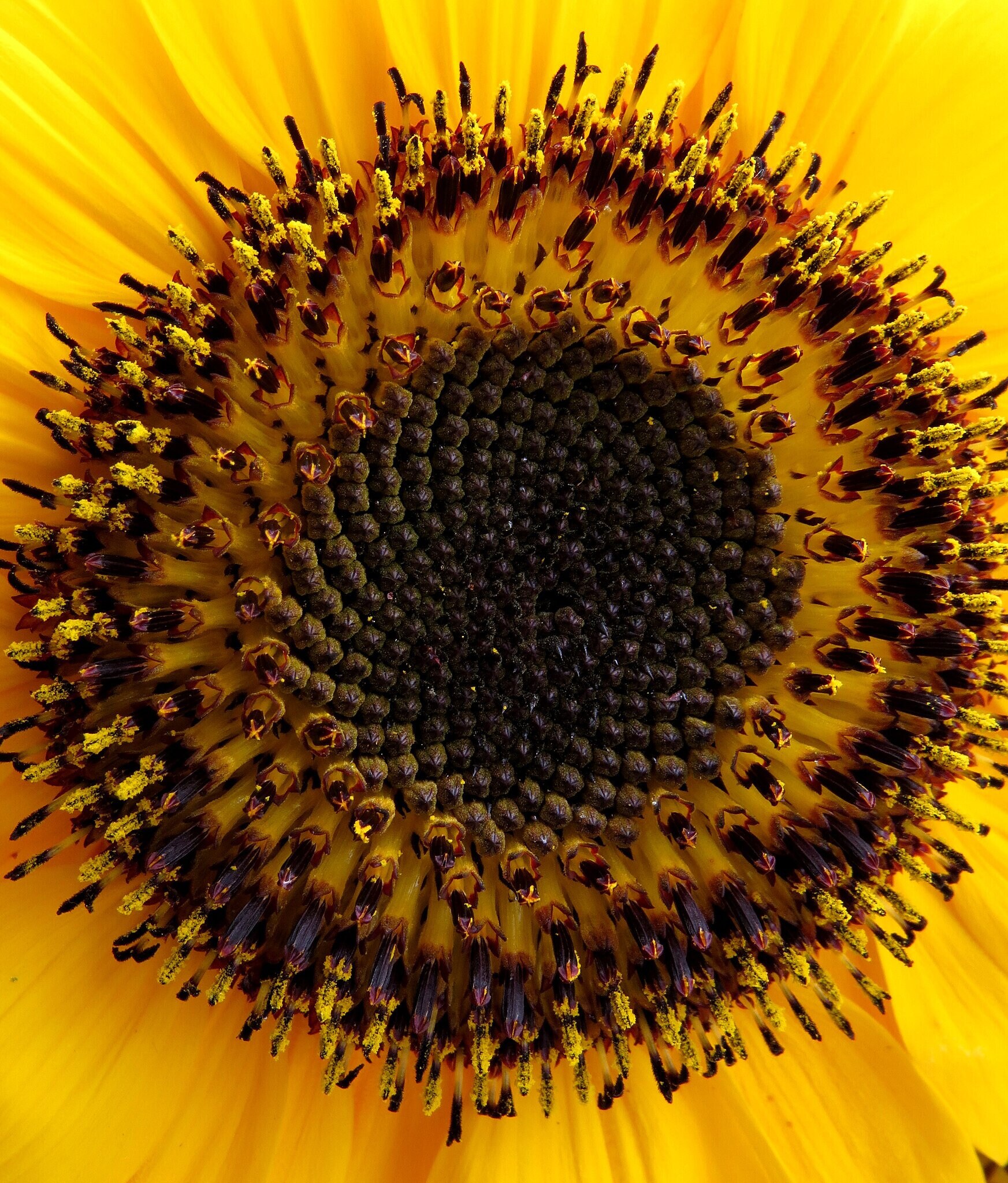 DWARF SUNSPOT SUNFLOWER Seeds *free Shipping!* Fresh & Organic Dwarf ...