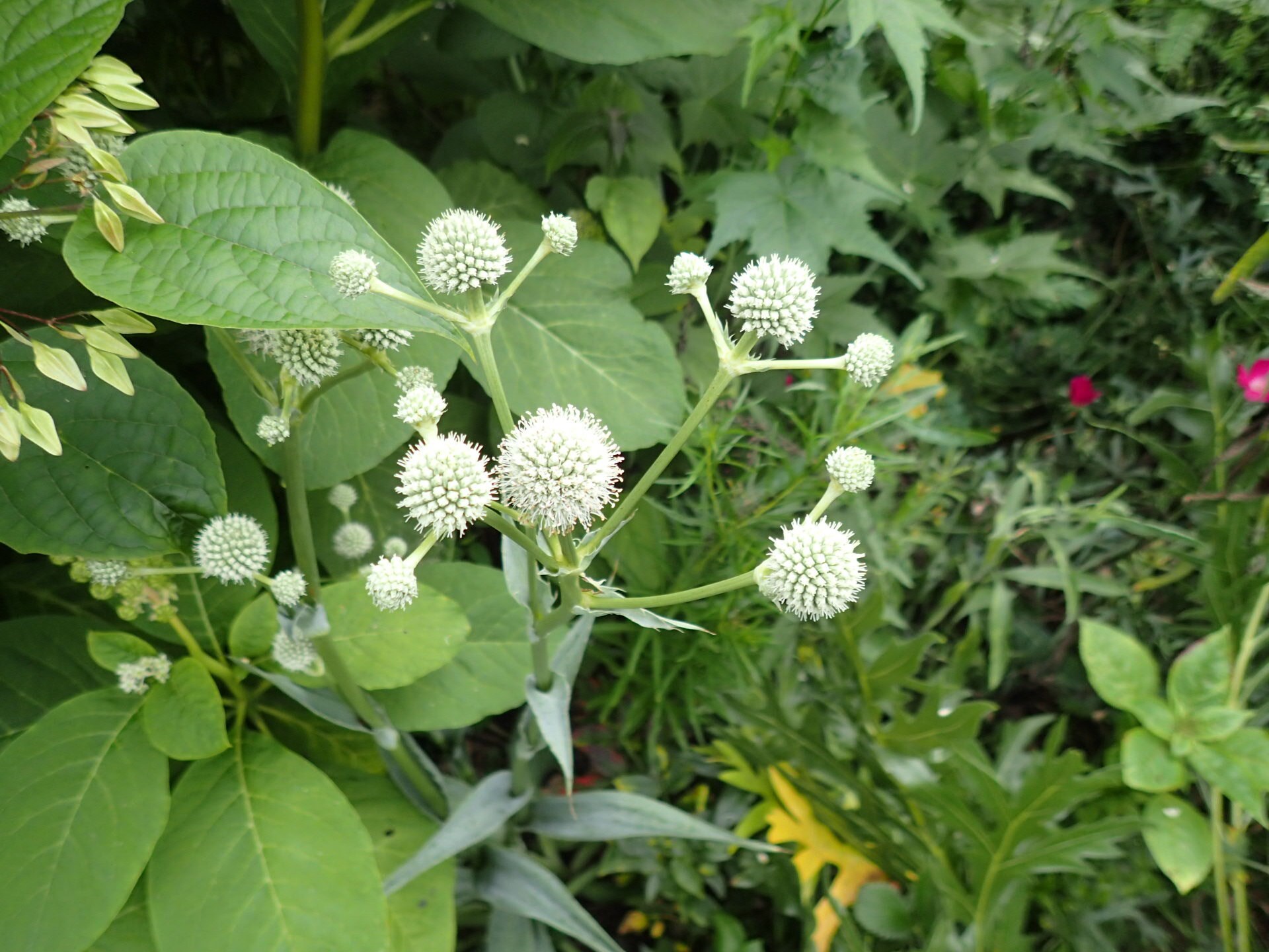 RATTLESNAKE MASTER Seeds *FREE Shipping!* Fresh & Organic Eryngium ...