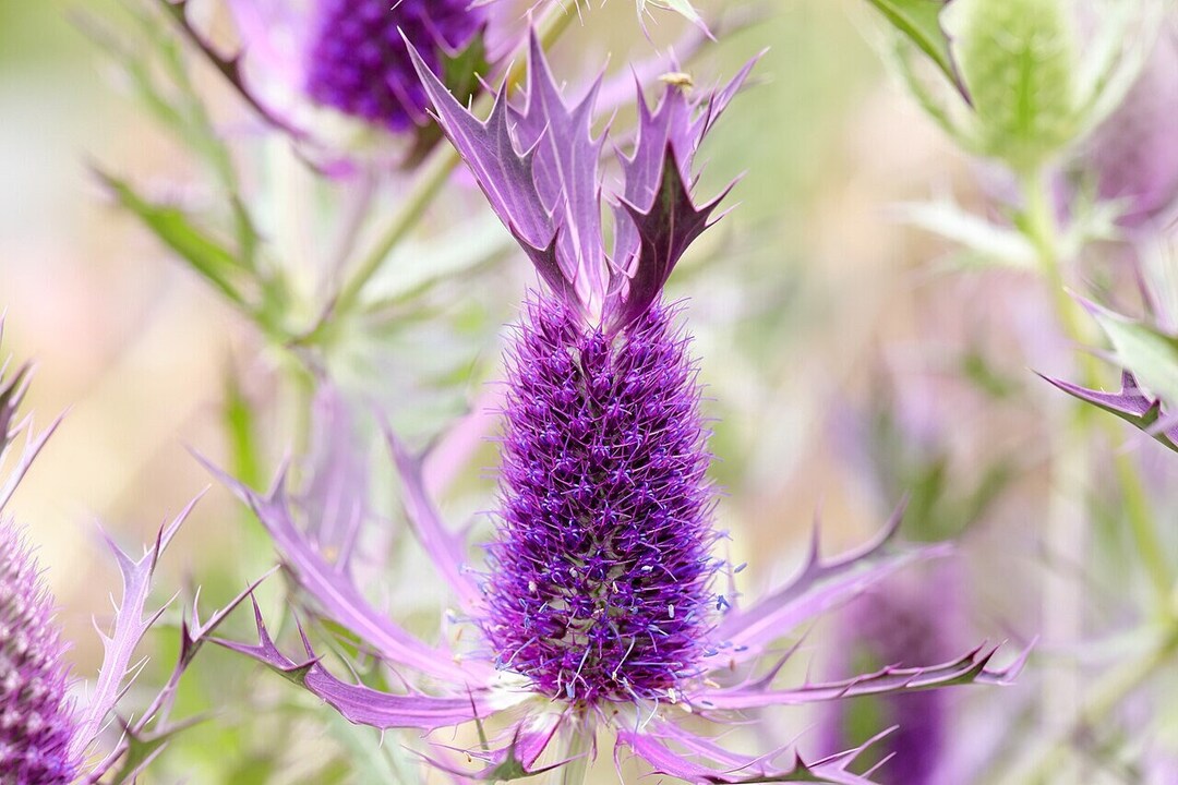 Purple Sheen Sea Holly Seeds *FREE Shipping!* Fresh & Organic Eryngium ...