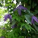 DOWNY CLEMATIS Seeds *free Shipping!* Fresh & Organic Clematis ...