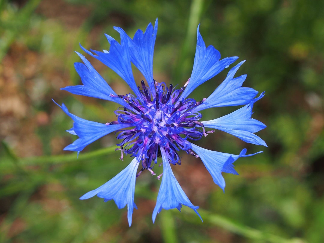 EMPEROR WILLIAM CORNFLOWER Seeds *free Shipping!* Fresh & Organic ...