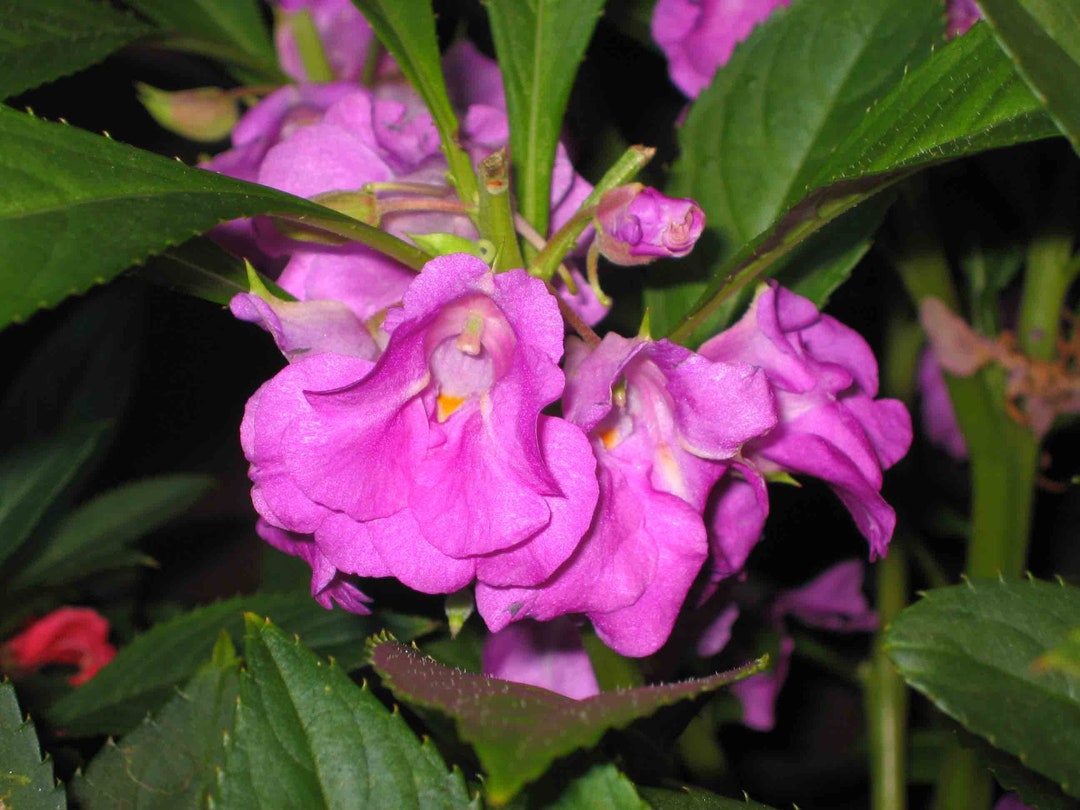 PURPLE BALSAM Seeds *free Shipping!* Fresh & Organic Impatiens ...