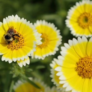 TIDY TIPS Seeds *free Shipping!* Fresh & Organic Layia Platyglossa ...