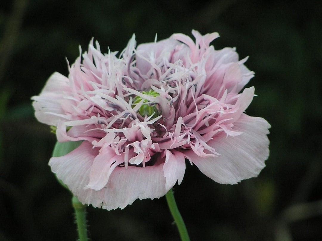 LILAC POMPON POPPY Seeds *free Shipping!* Pink Frilly Papaver ...