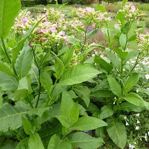 PERIQUE TOBACCO Seeds *FREE Shipping!* Fresh & Organic Nicotiana ...