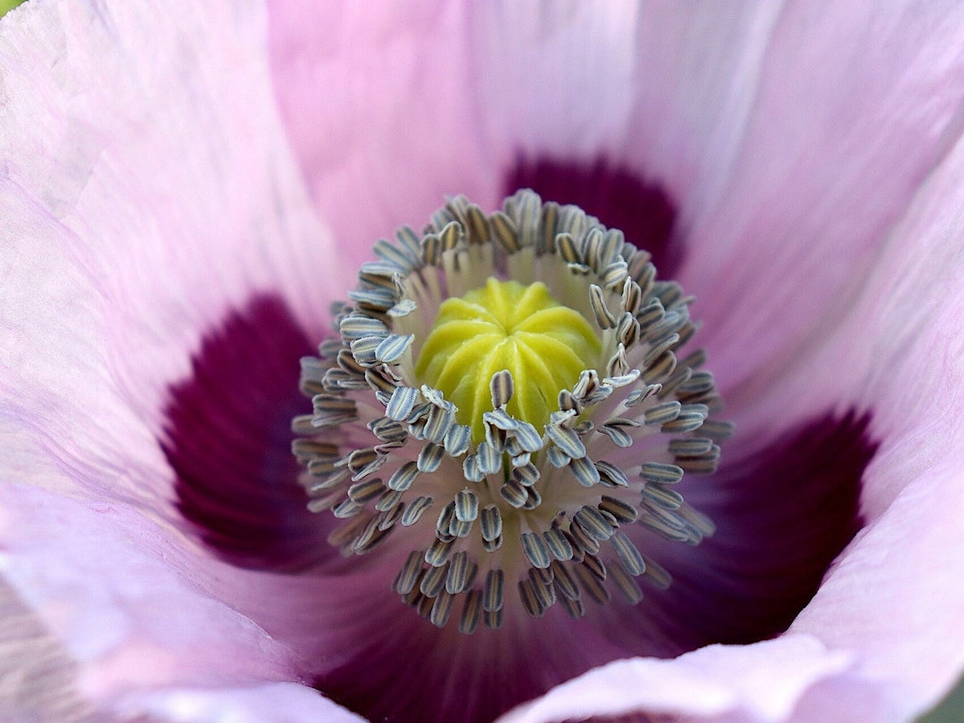 BLUE MOON POPPY Seeds *free Shipping!* Fresh & Organic Papaver ...