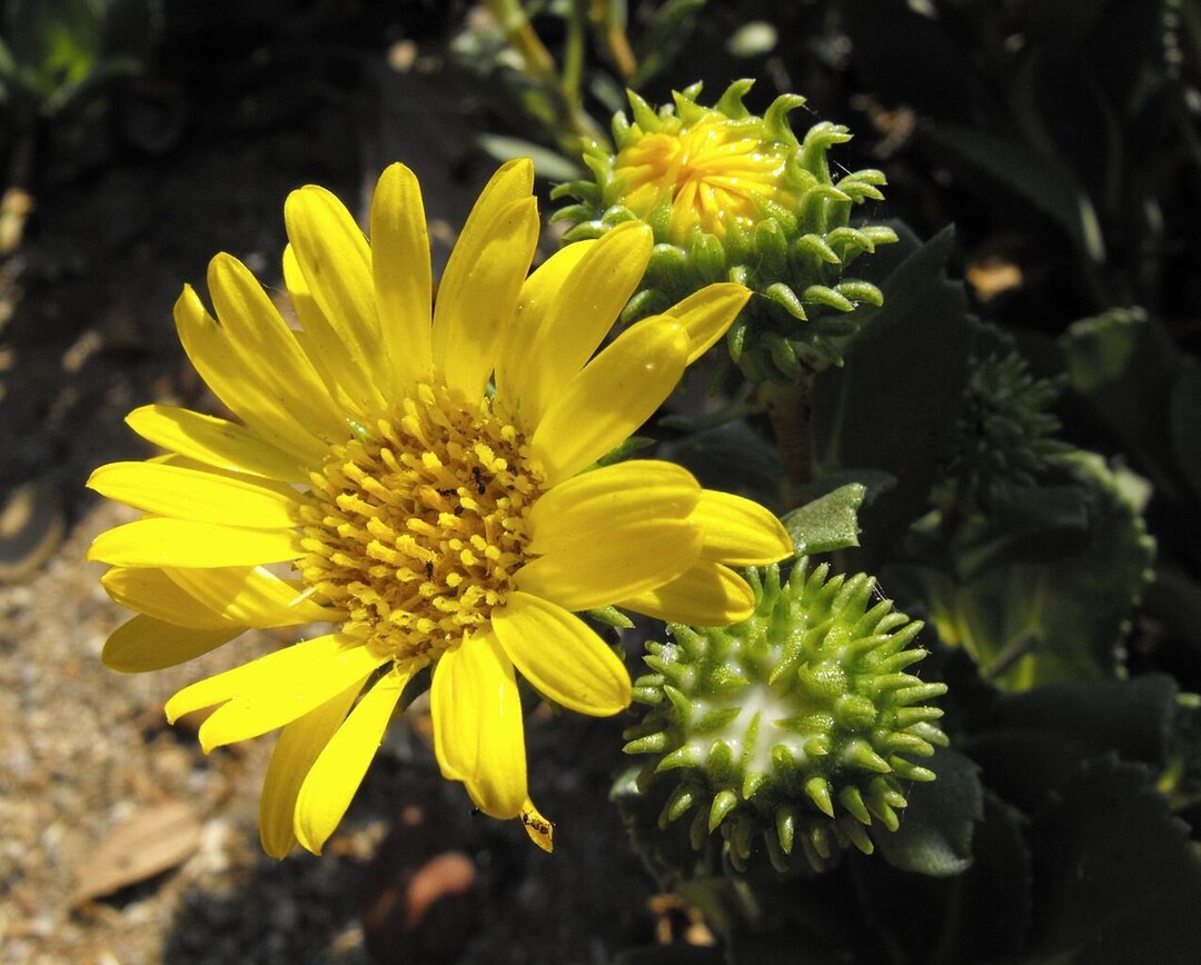 GUMWEED Seeds *FREE Shipping!* Fresh & Organic Grindelia Camporum Seeds ...