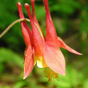 NATIVE WILD COLUMBINE Seeds *free Shipping!* Fresh & Organic Aquilegia ...