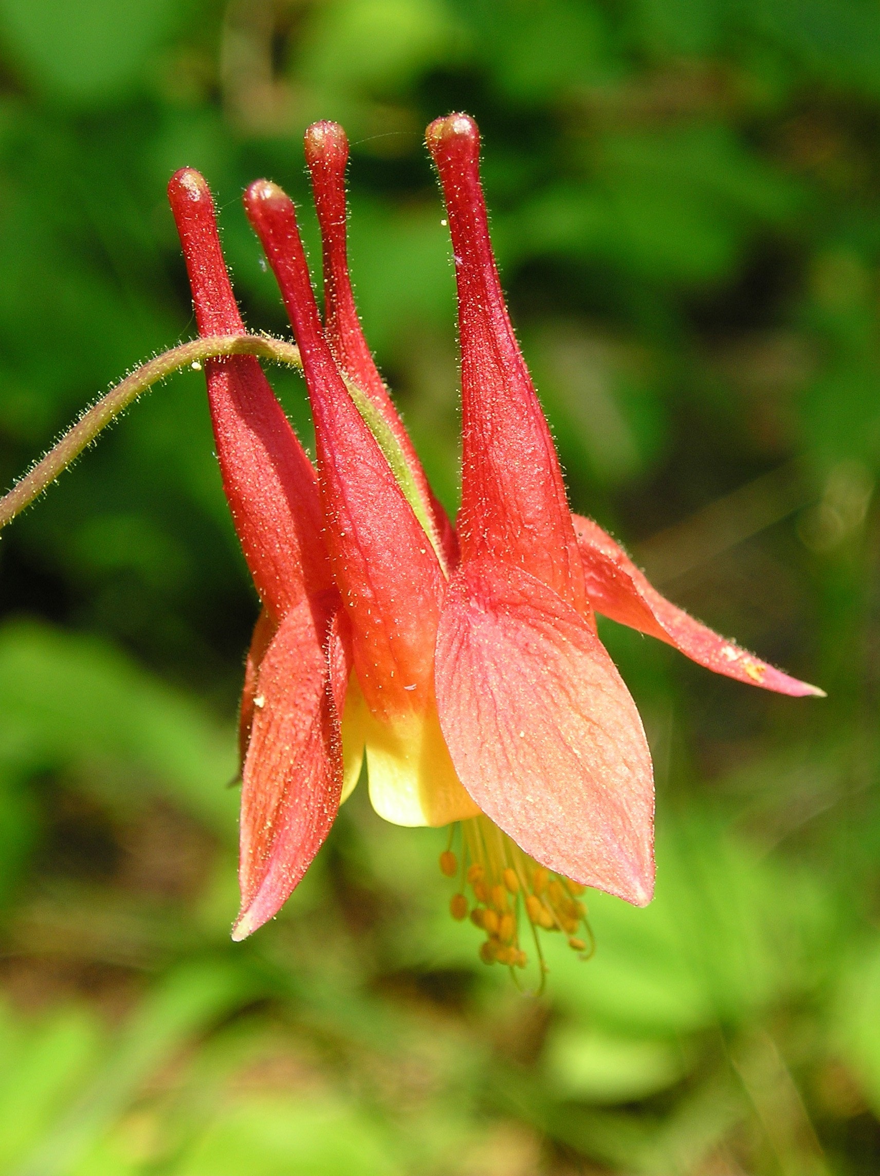 NATIVE WILD COLUMBINE Seeds *free Shipping!* Fresh & Organic Aquilegia ...