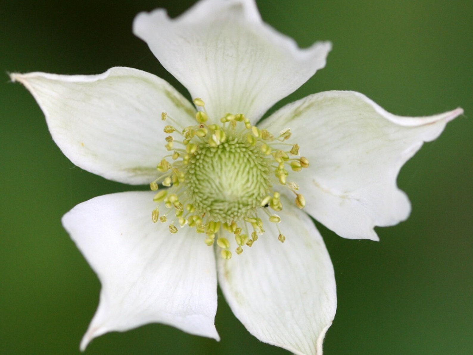 THIMBLEWEED Seeds *free Shipping!* Fresh & Organic Anemone Virginiana ...