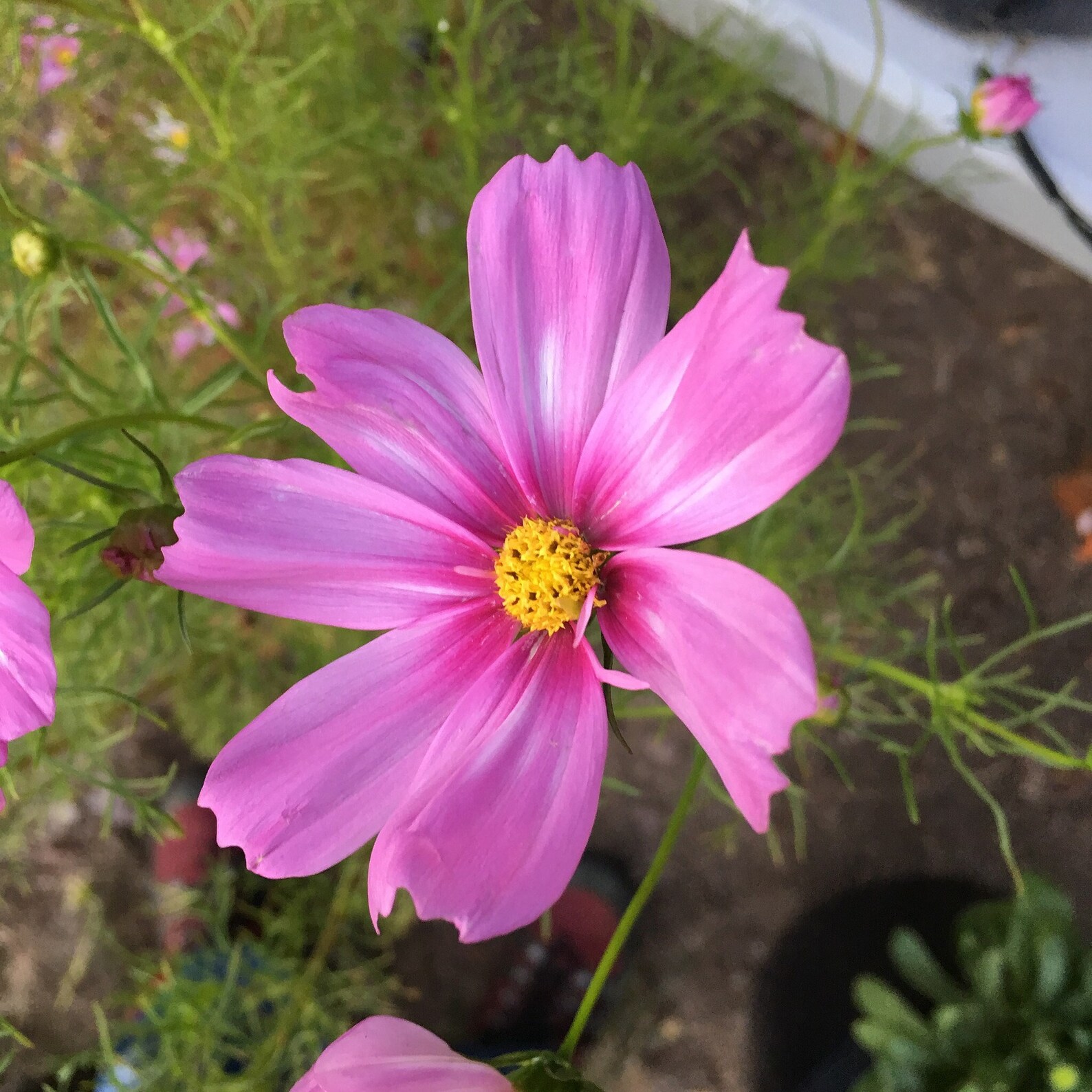 GLORIA COSMOS Seeds *free Shipping!* Fresh & Organic Cosmos Bipinnatus ...