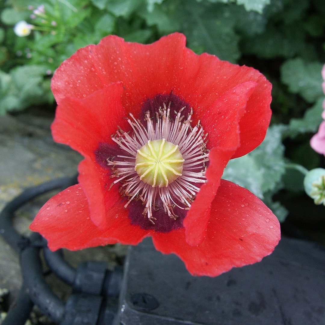 PEPPERBOX Poppy Seeds *FREE Shipping!* Deep Purple Papaver Somniferum ...